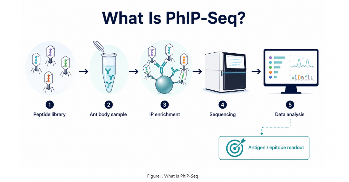 MtoZ Biolabs Launches PhIP-Seq Platform to Advance High-Throughput ...