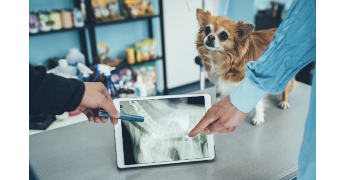 SignalPET revolutionizes in-clinic diagnostics in the UK with AI ...