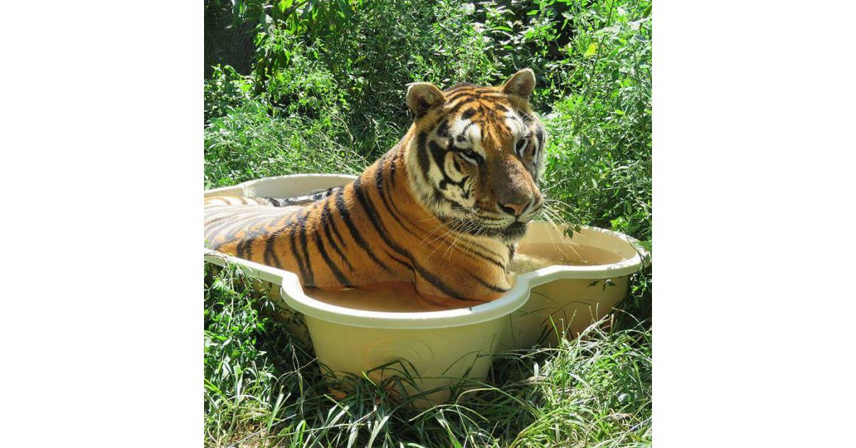 One Dog One Bone's Bone Pools Serve Zoos, Animal Sanctuaries, and ...