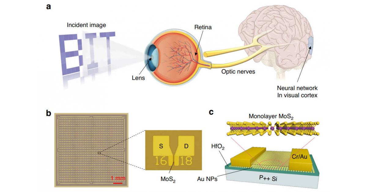MoS2-based optoelectronic synapses array: the future of neuromorphic ...