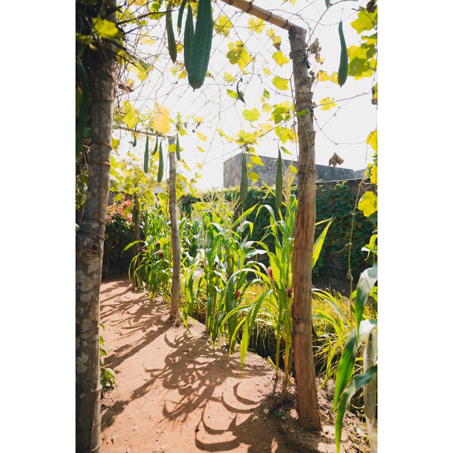 Cinnamon Bentota Beach - Signature Selection Advances Sustainable ...