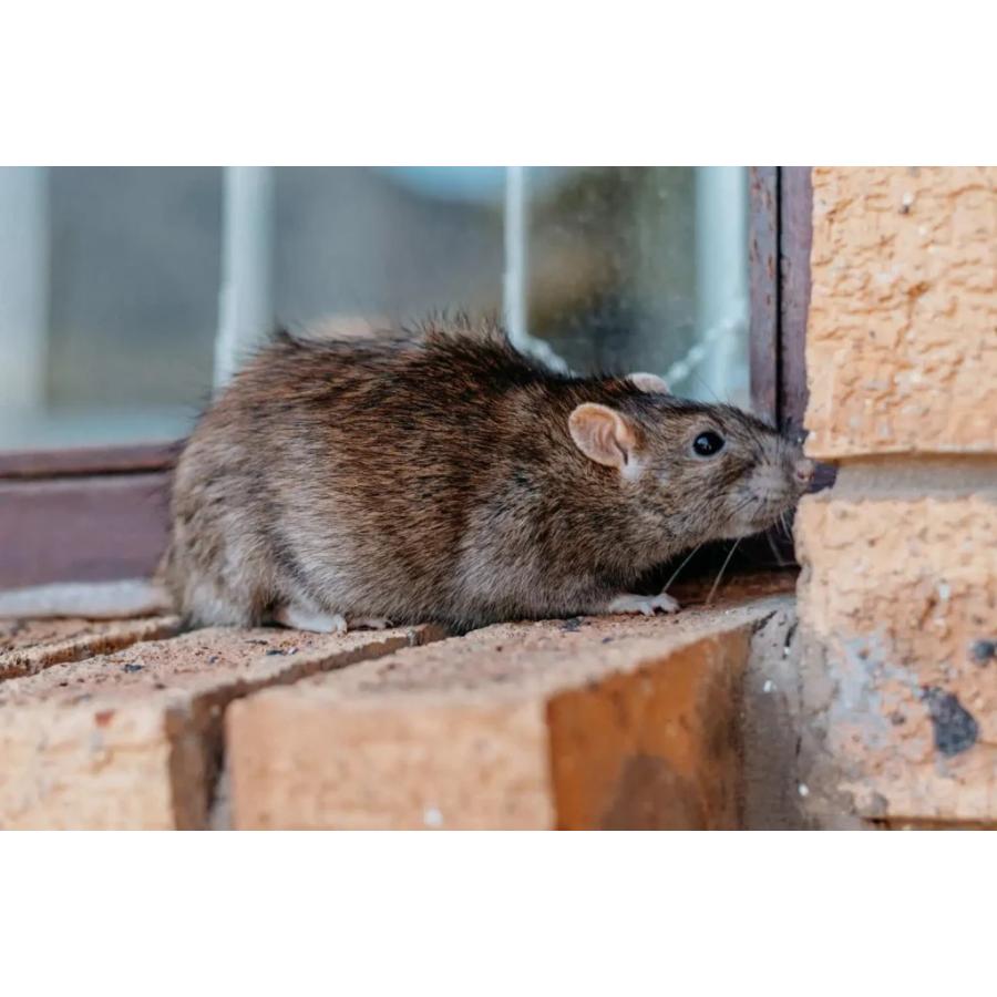 CrittereX Highlights the Importance of Rodent Control in Hudson Valley ...
