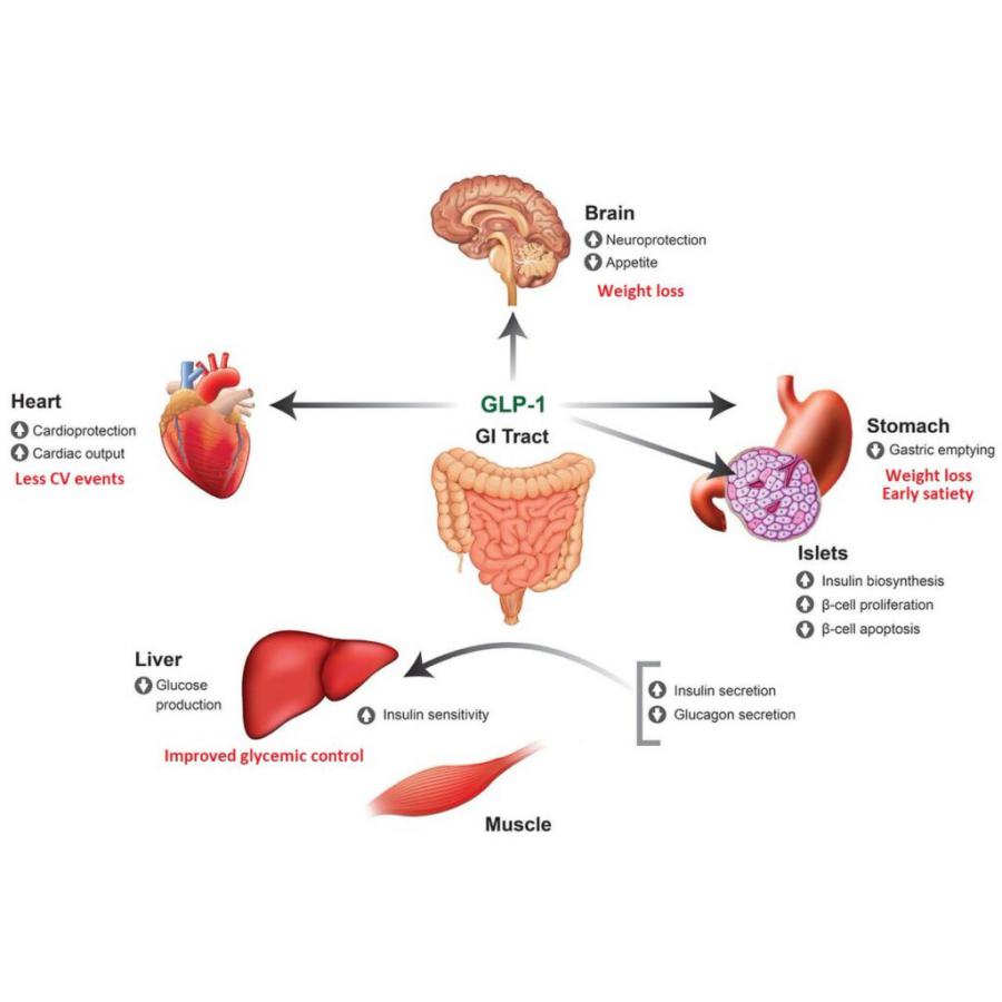 GLP-1 Receptor Agonist Market Development Factors, Opportunities ... GLP-1 Receptor Agonist Market Development Factors, Opportunities ...